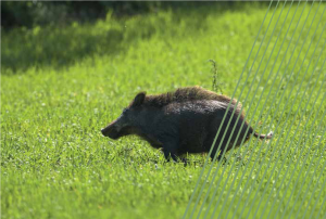 ASF and Wild boar (new OIE/FAO/EC manual) - WOAH – Europe