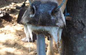 Foot and Mouth Disease (FMD) - WOAH – Europe