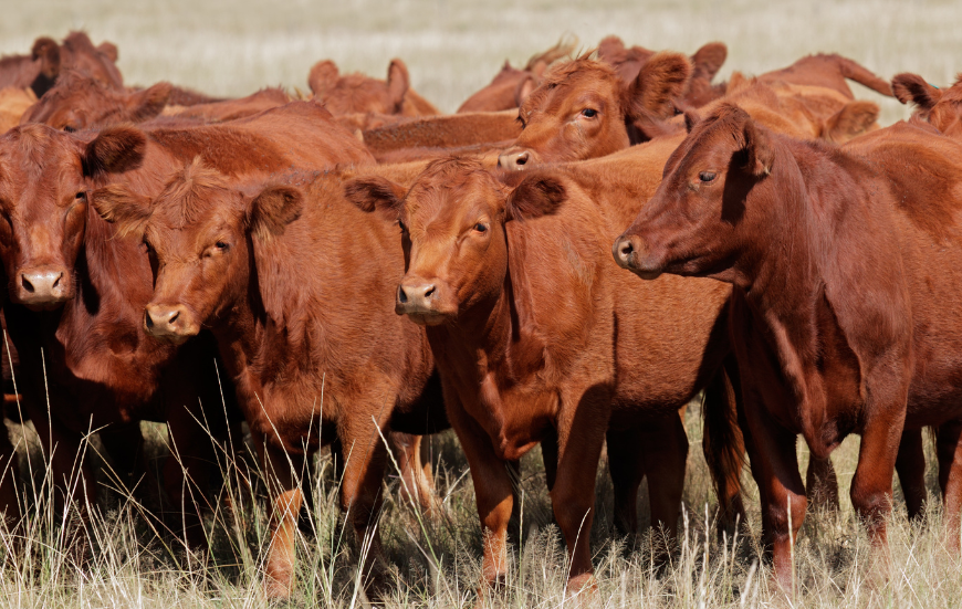 BSE in Terrestrial Code - WOAH – Europe